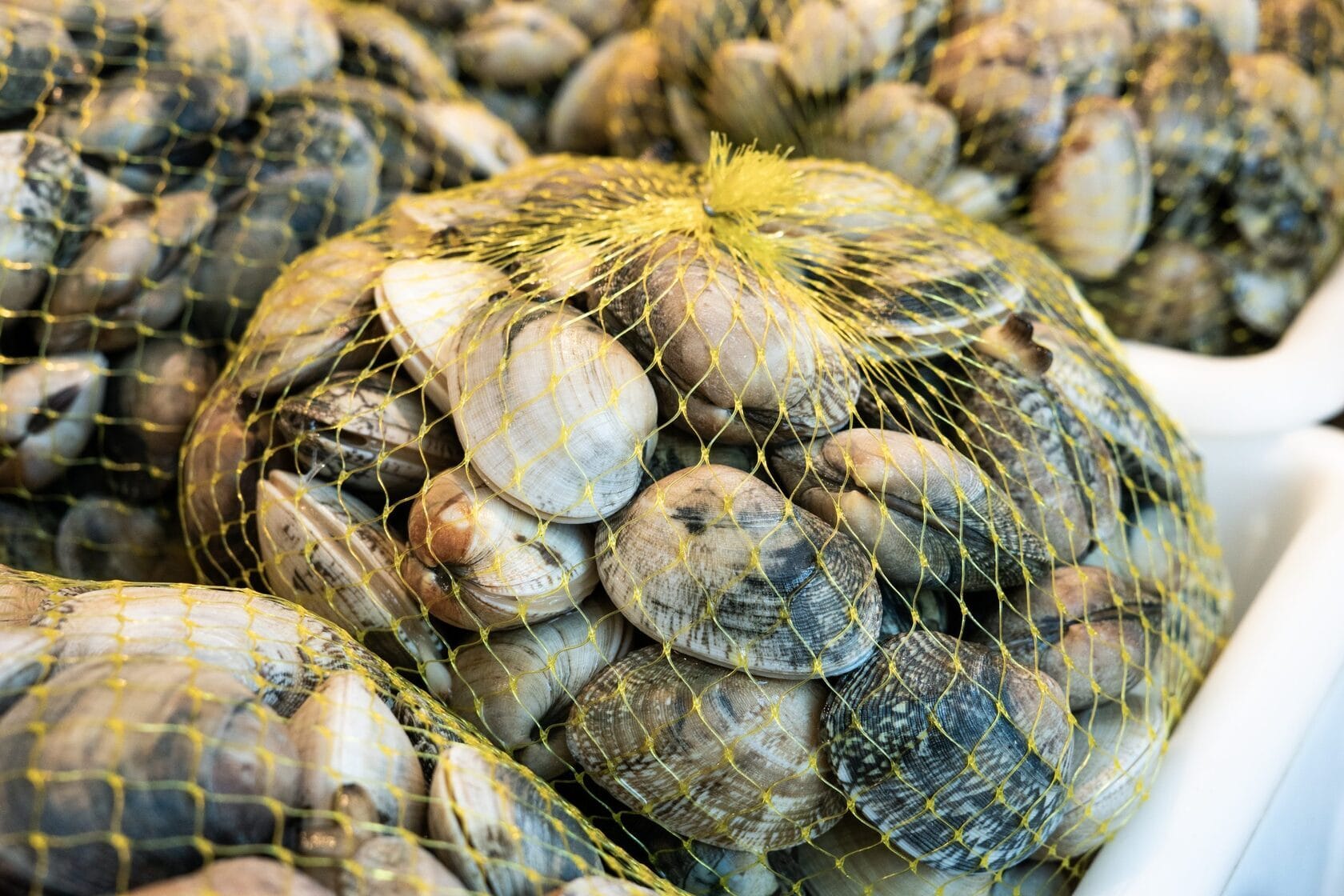 Fresh Palourde Clams (1kg Bag) - Mr Oyster